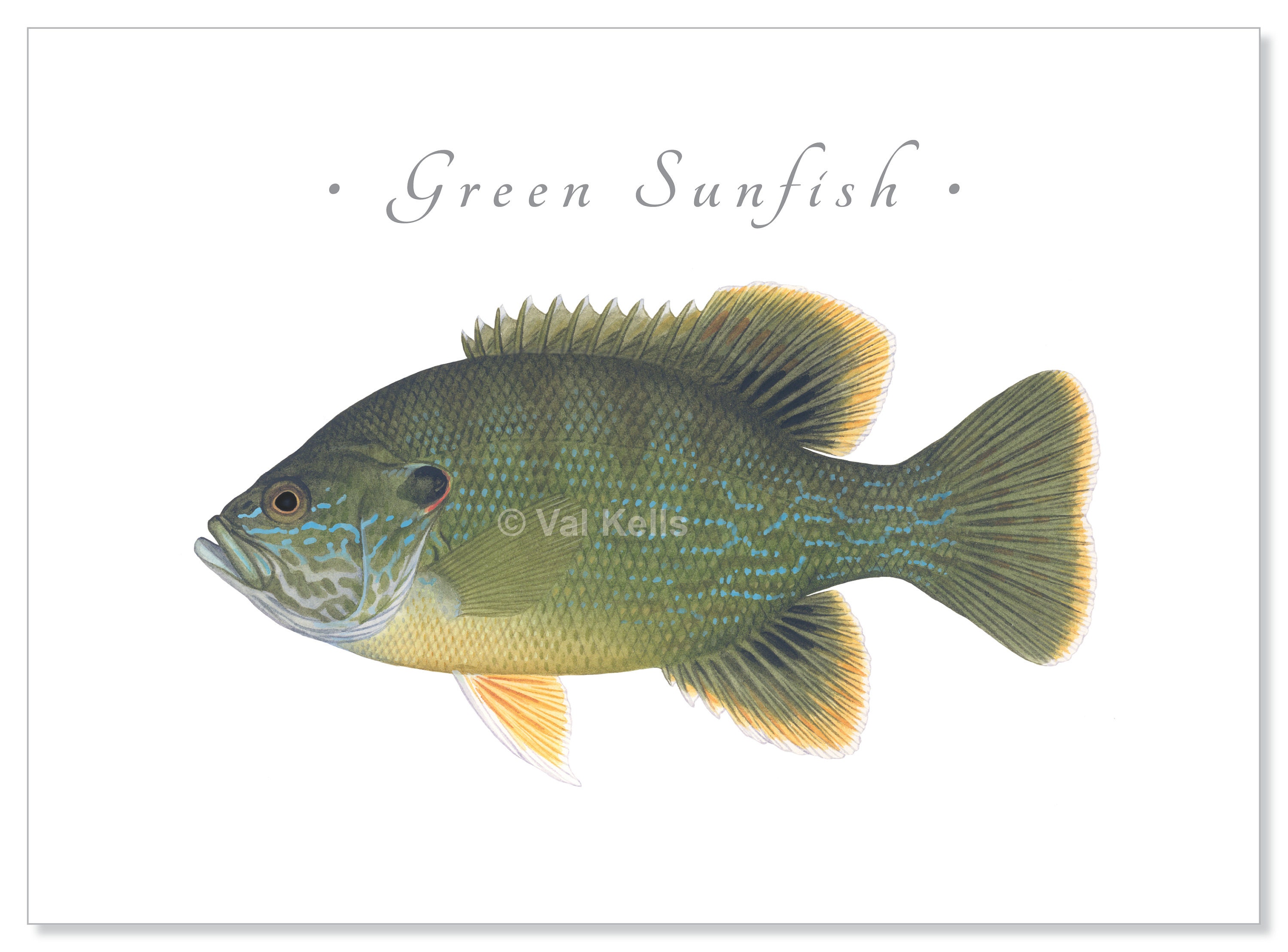 Sunfish Giclee Prints Redear & Banded Sunfish Blackbanded - Etsy