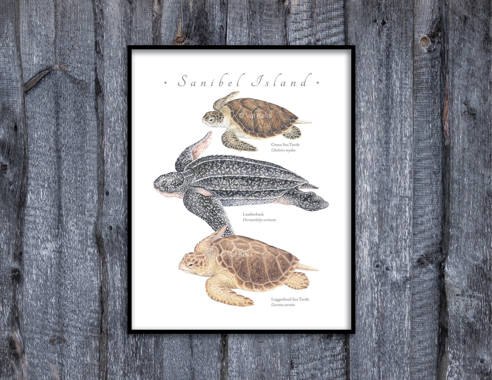 Green Sea Turtle, Leatherback, Loggerhead Giclee Print; CUSTOMIZABLE ...