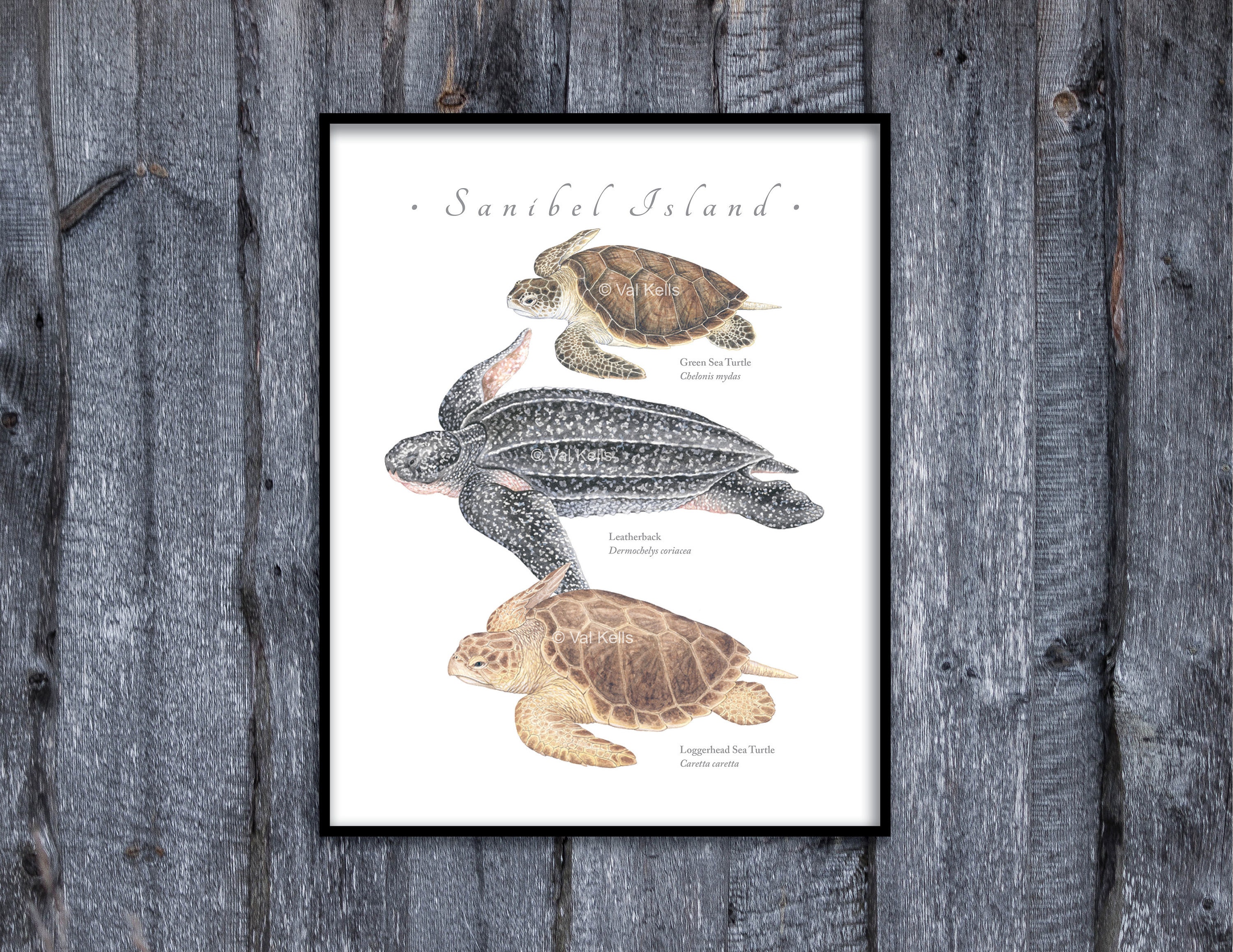 Green Sea Turtle, Leatherback, Loggerhead Giclee Print; CUSTOMIZABLE ...