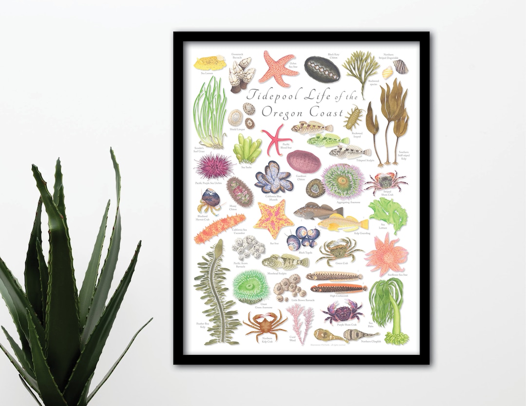18x24 Tidepool Life of the Oregon Coast Poster; Tidepool Poster; Oregon ...