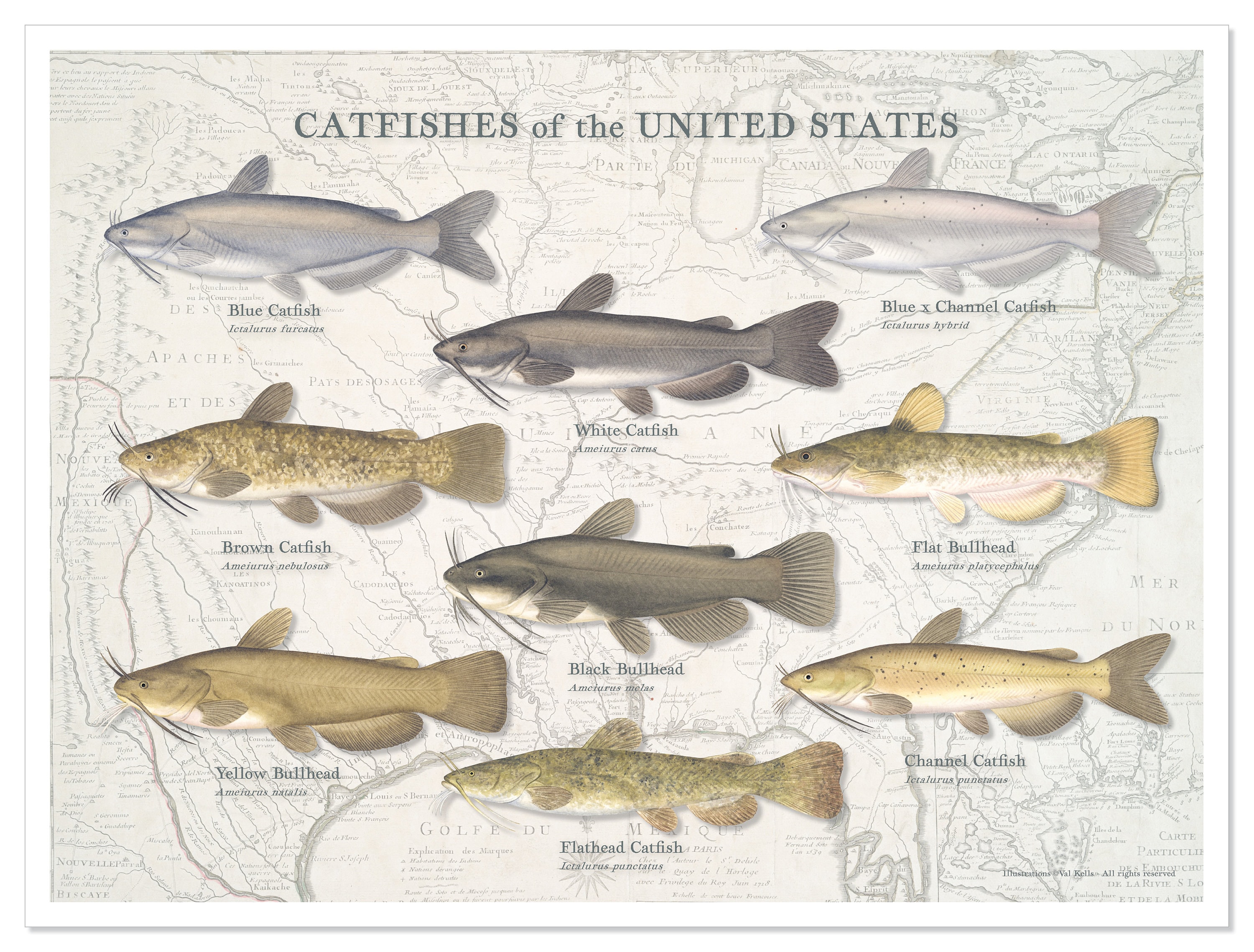 24x18 Catfishes of the United States Poster, Catfish Poster, Catfish ...