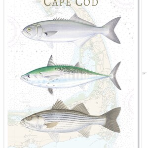 18x24 Cape Cod NOAA Chart Poster; Cape Cod Nautical Chart Poster; Cape ...