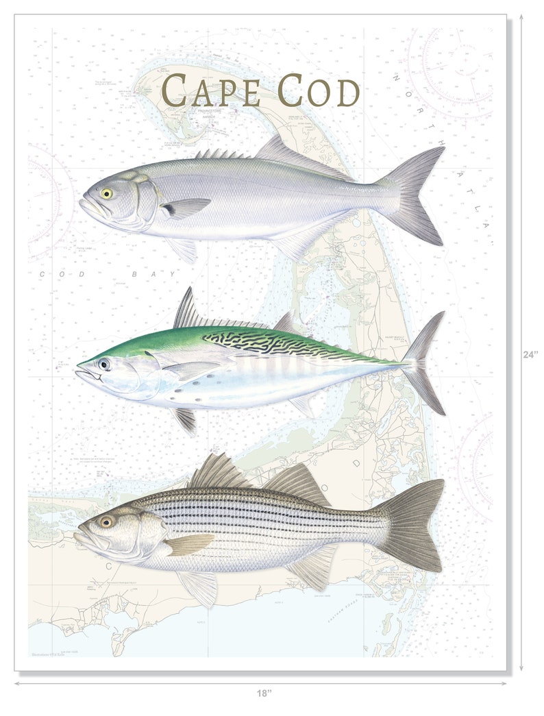 Cape Cod NOAA Chart Poster Cape Cod Nautical Chart Poster - Etsy