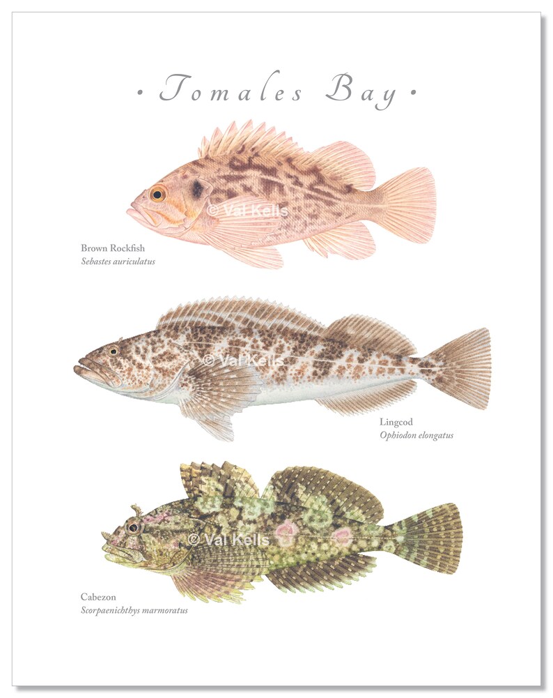 California Coast Rockfish, Lingcod, Cabezon Giclee Print; CUSTOMIZABLE ...