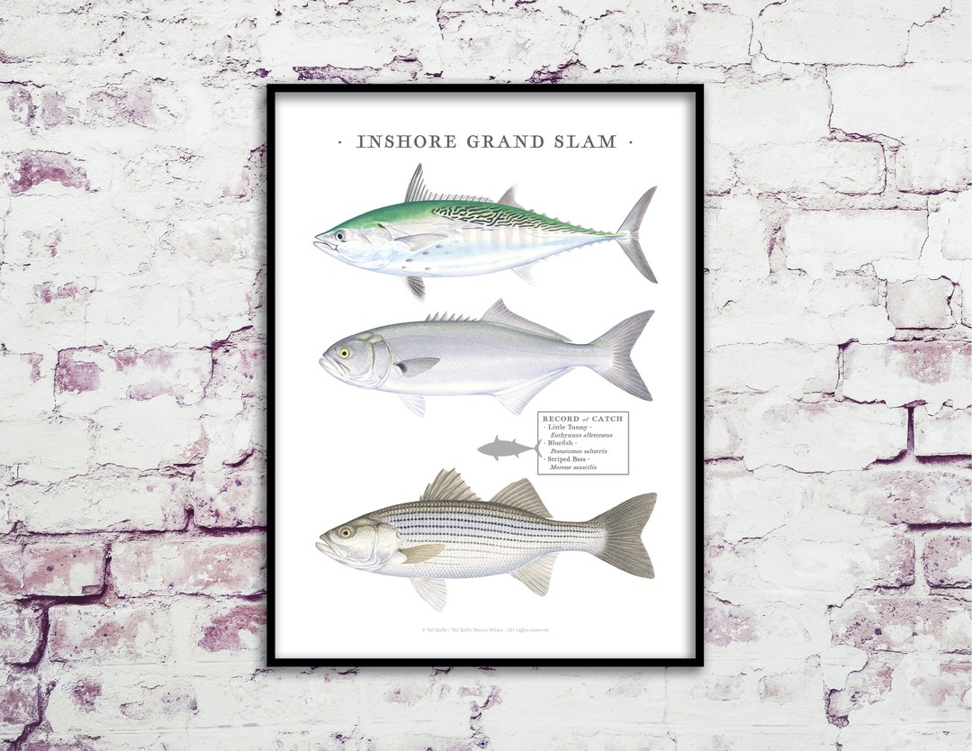 18x24 Inshore IGFA Grand Slam Poster; Little Tunny, Bluefish, Striped ...