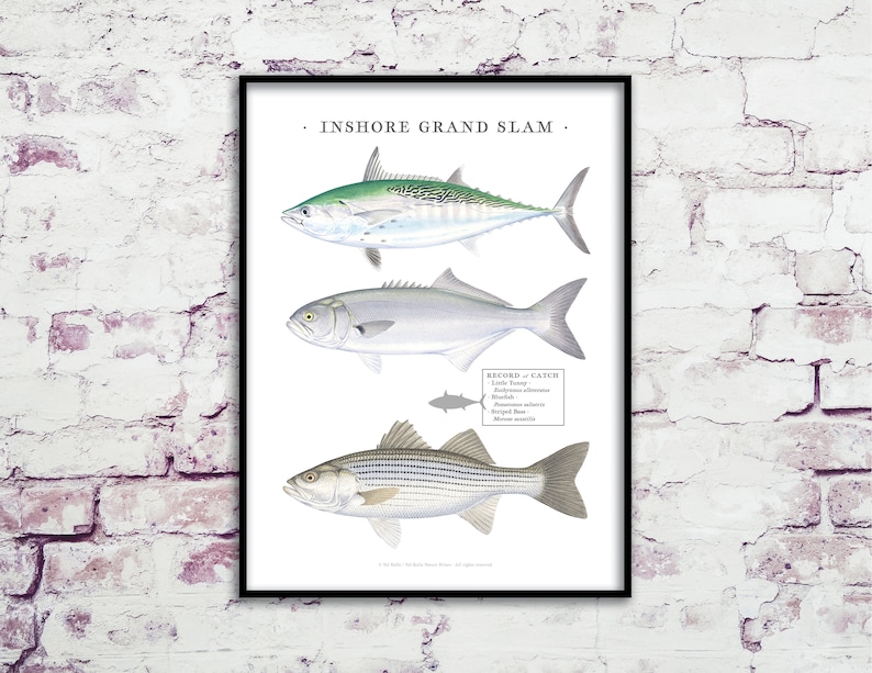 18x24 Inshore IGFA Grand Slam Poster; Little Tunny, Bluefish, Striped ...