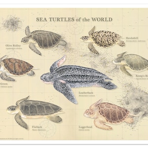 24x18 Sea Turtles of the World Vintage NOAA Chart Poster, Sea Turtle ...