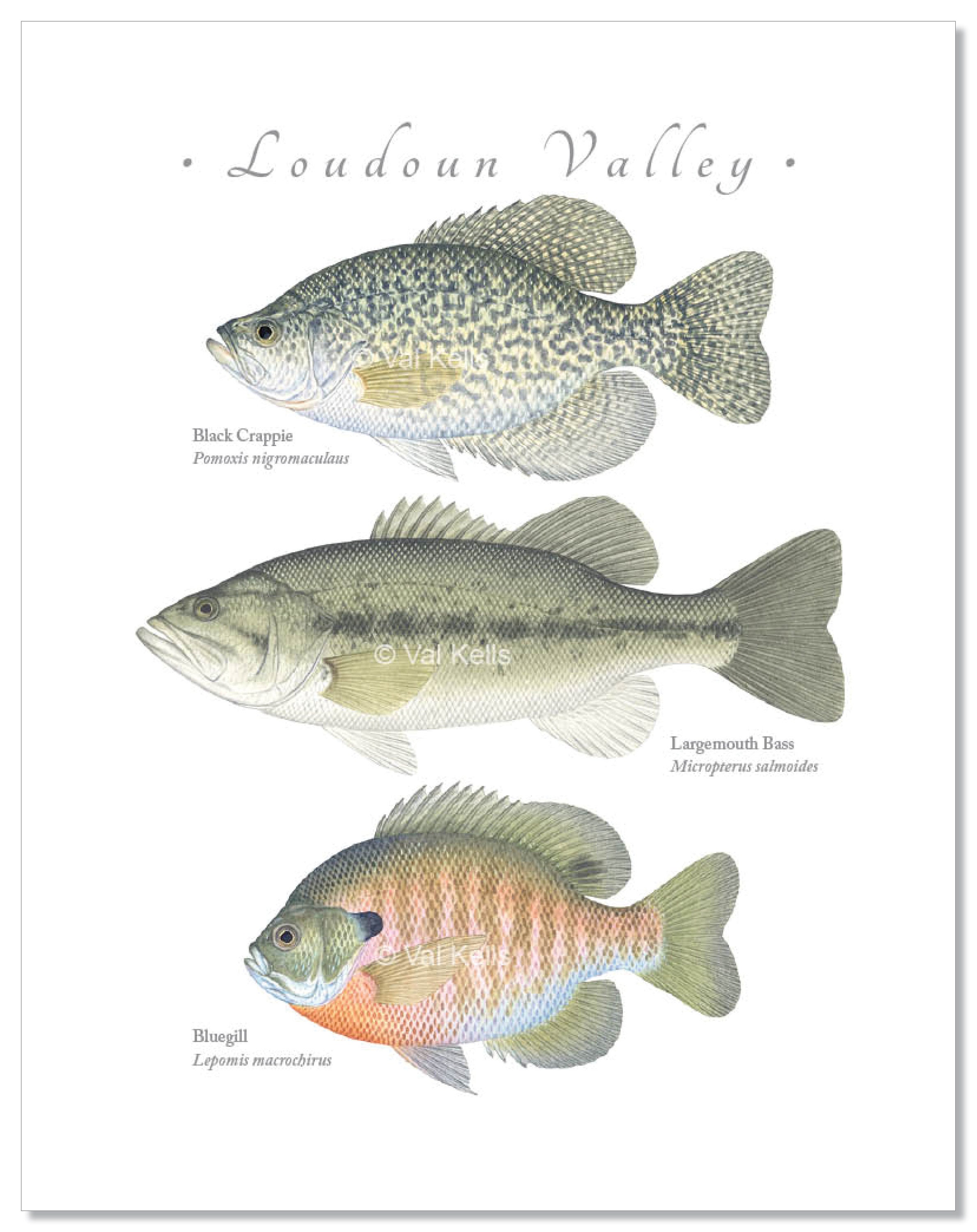 Virginia Black Crappie, Largemouth, Bluegill Giclee Prints ...