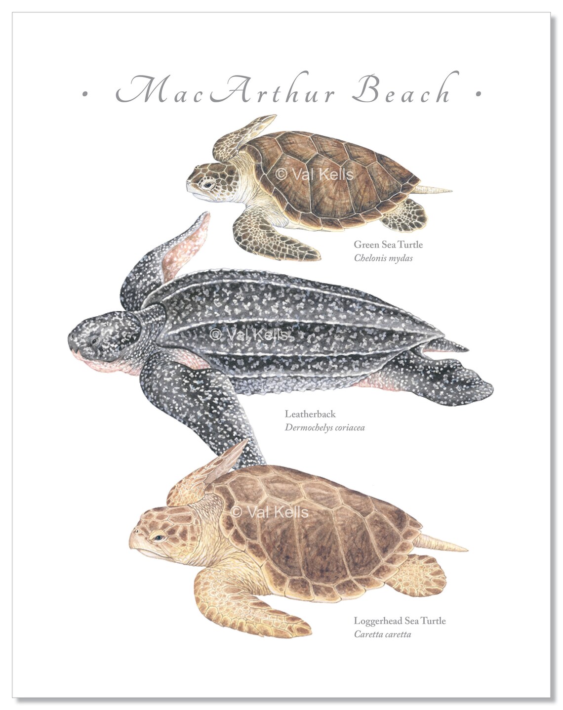 Green Sea Turtle, Leatherback, Loggerhead Giclee Print; CUSTOMIZABLE ...