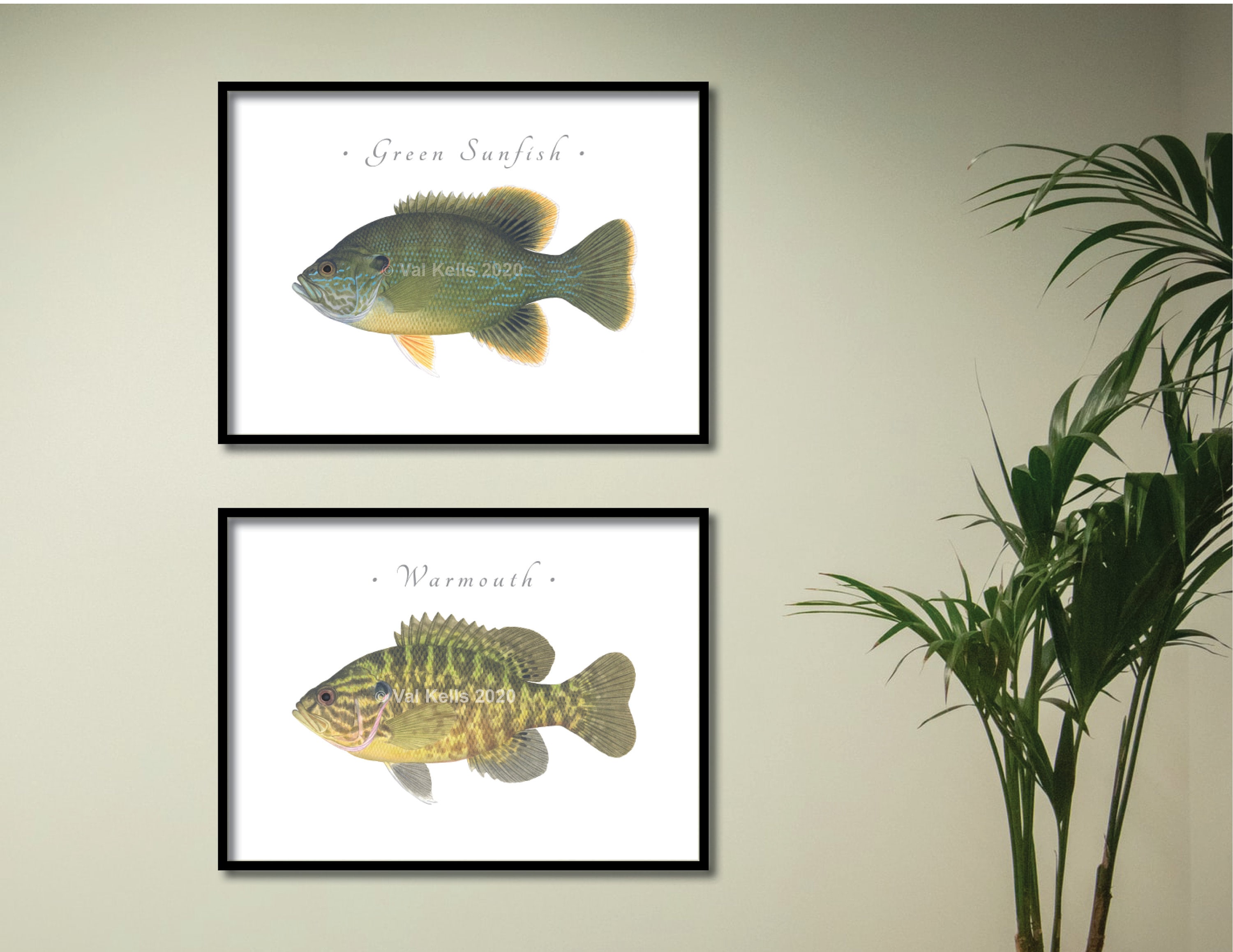 Sunfish Giclee Prints Redear & Banded Sunfish, Blackbanded Sunfish ...