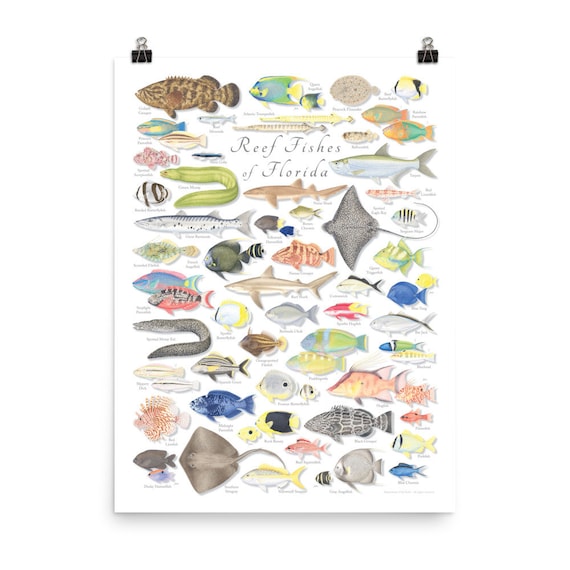Florida Keys Coral Reef Fish 18x24 Reef Fishes Of Florida Poster,