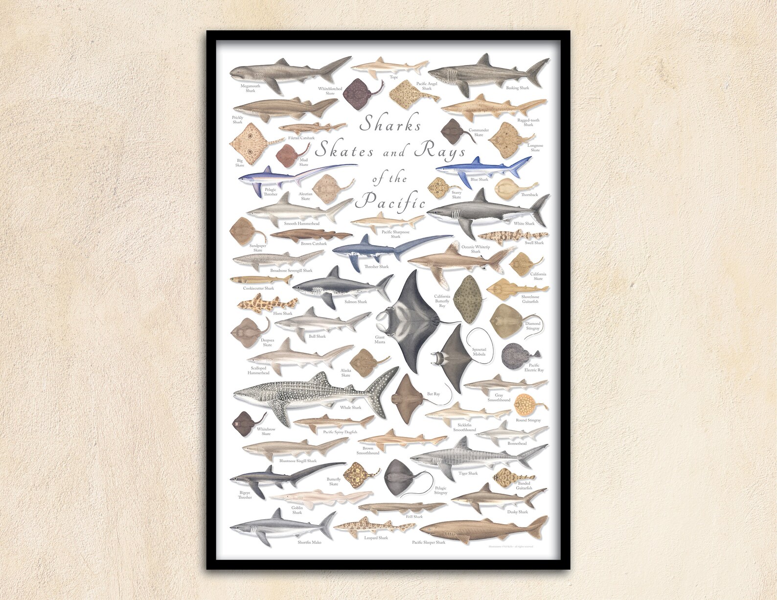 FRAMED 24x36 Sharks Skates and Rays of the Pacific Poster Framed Shark ...