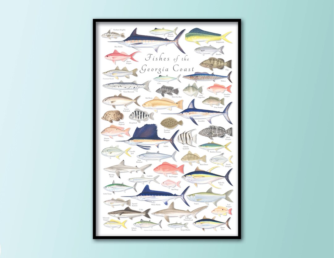 24x36 Fishes of the Georgia Coast Poster; Georgia Fish Poster; Fishes ...