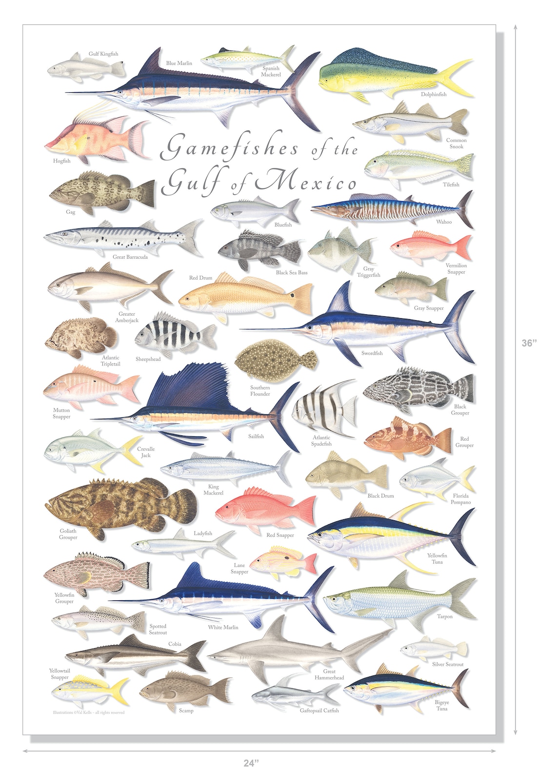 24x36 Gamefishes of the Gulf of Mexico Poster; Gulf of Mexico Fish ...