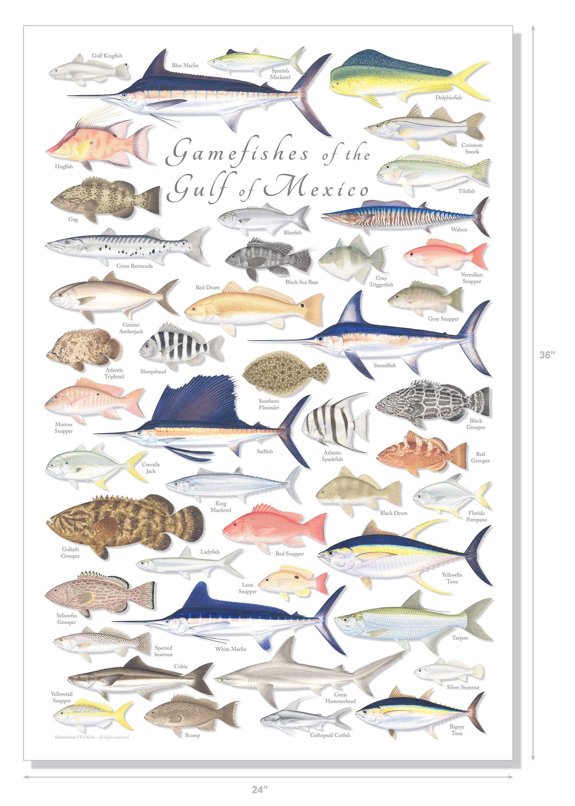 24x36 Gamefishes of the Gulf of Mexico Poster Gulf of Mexico - Etsy