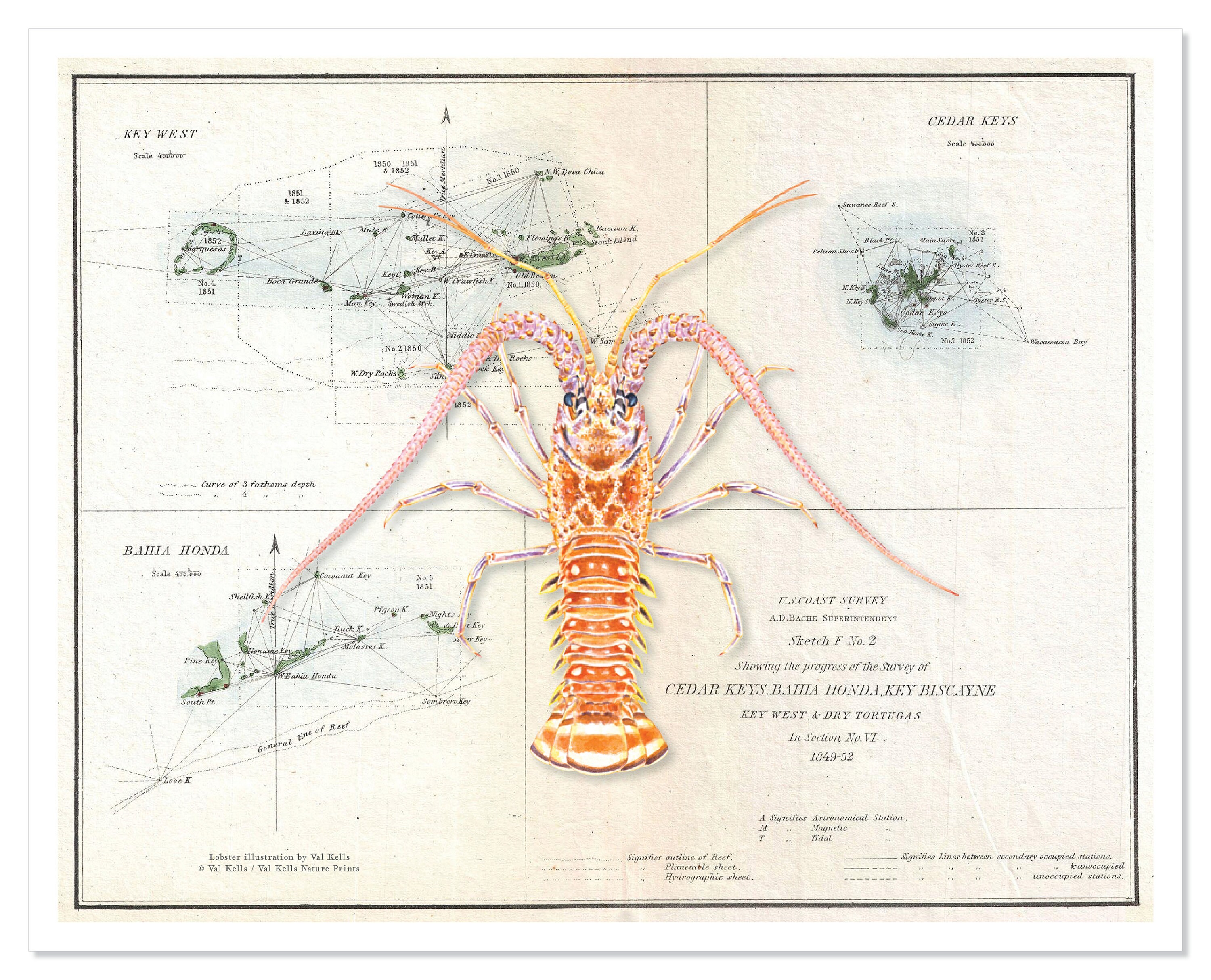 20x16 Caribbean Spiny Lobster With Vintage NOAA Chart Background Poster ...