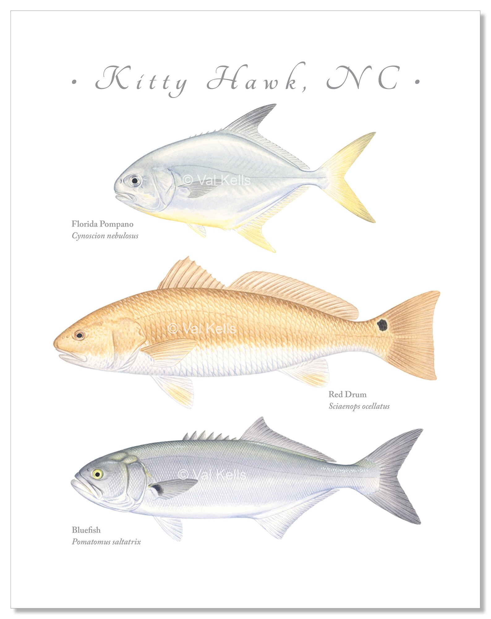 East Coast, Florida Pompano, Red Drum, Bluefish Giclee Prints ...