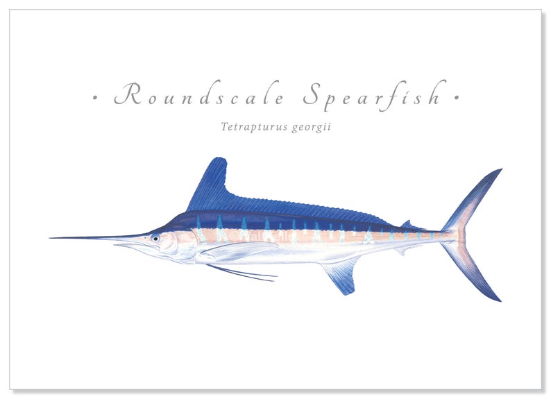 Billfish Giclee Prints Marlin Giclee Sailfish Black Marlin | Etsy