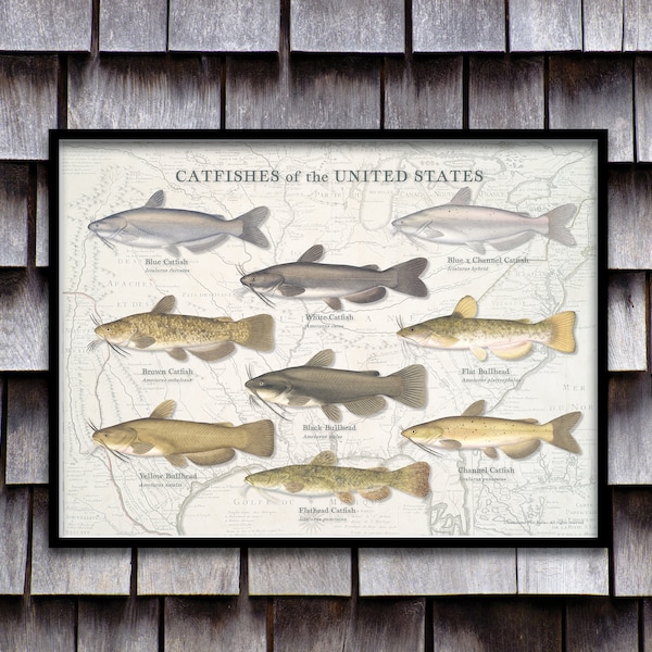 Catfish - Etsy
