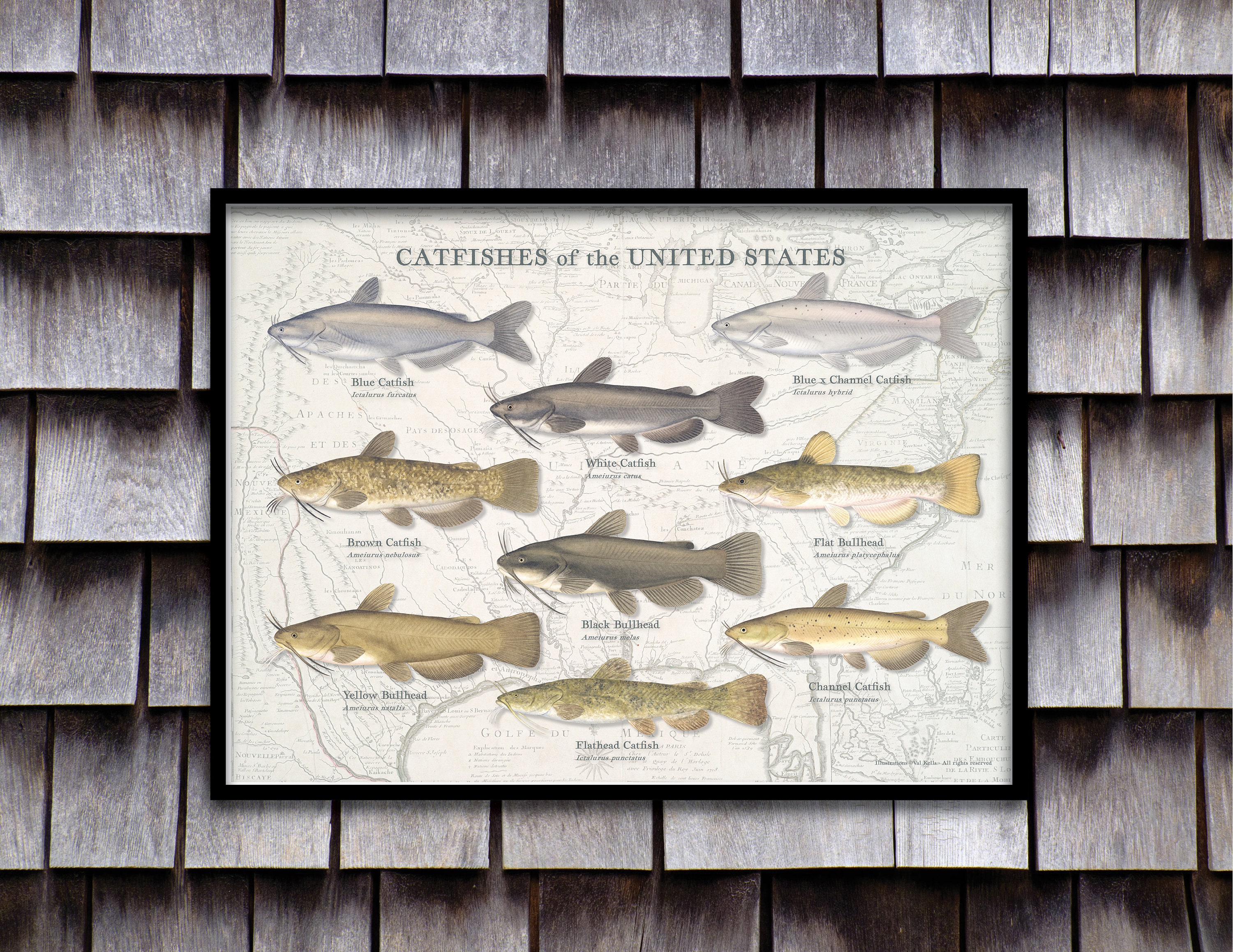 24x18 Catfishes of the United States Poster, Catfish Poster, Catfish ...