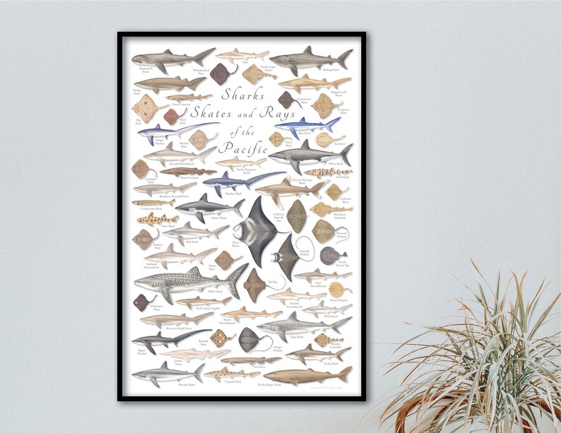 24x36 Sharks Skates and Rays of the Pacific Poster Pacific | Etsy