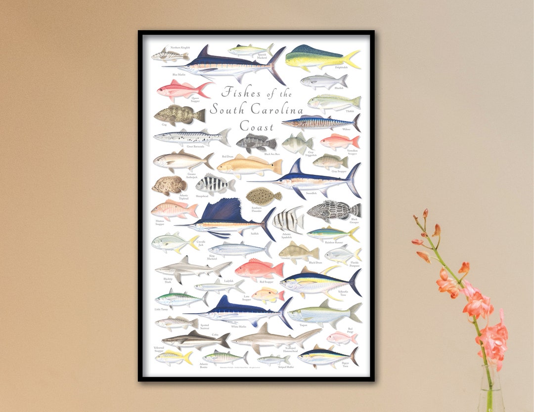 24x36 Fishes of the South Carolina Coast Poster; South Carolina Coast ...