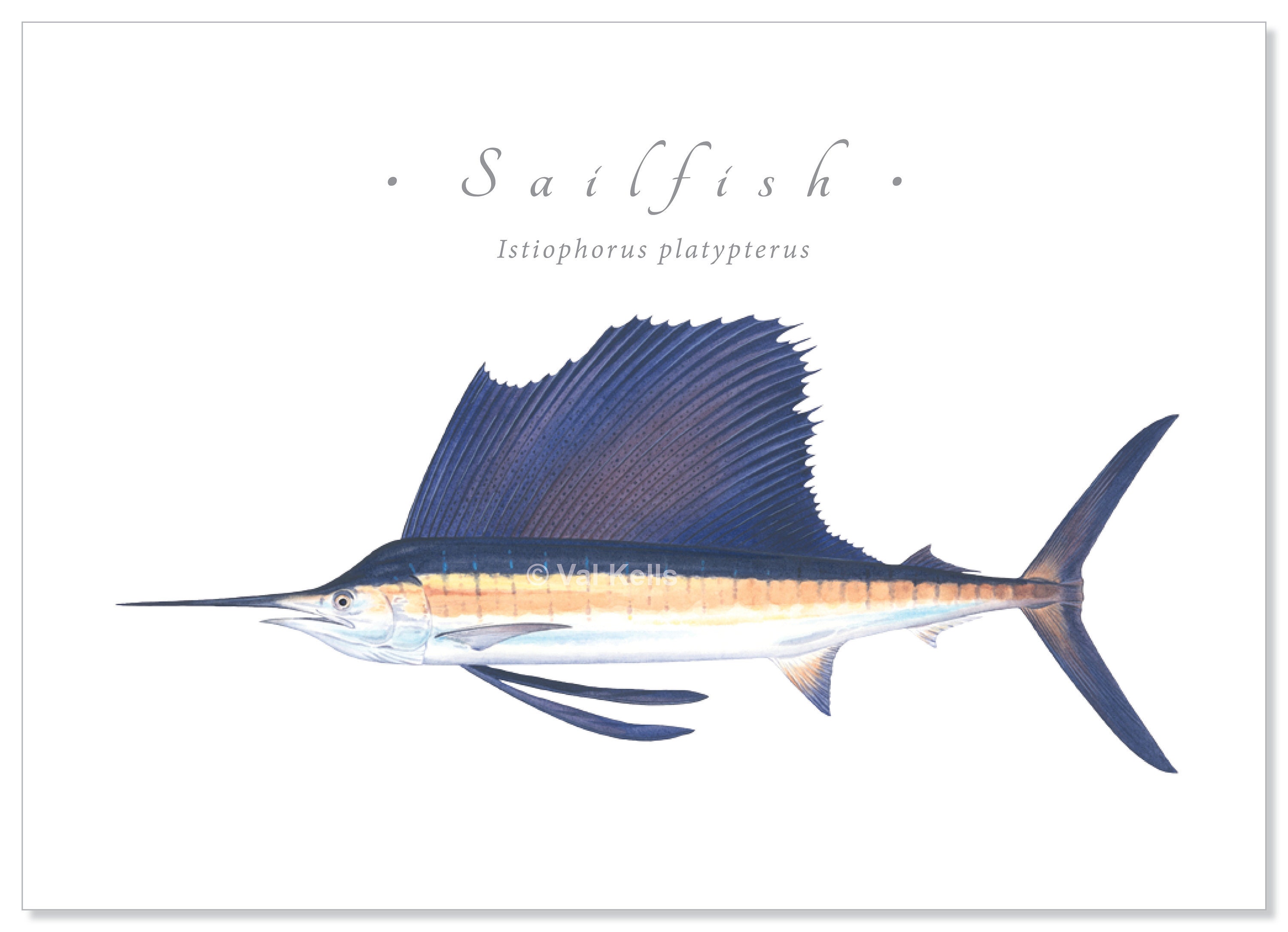 Billfish Giclee Prints Marlin Giclee Sailfish Black Marlin - Etsy