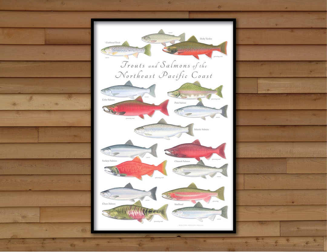 24x36 Trouts and Salmons of the Northeast Pacific Coast Poster; Trout ...