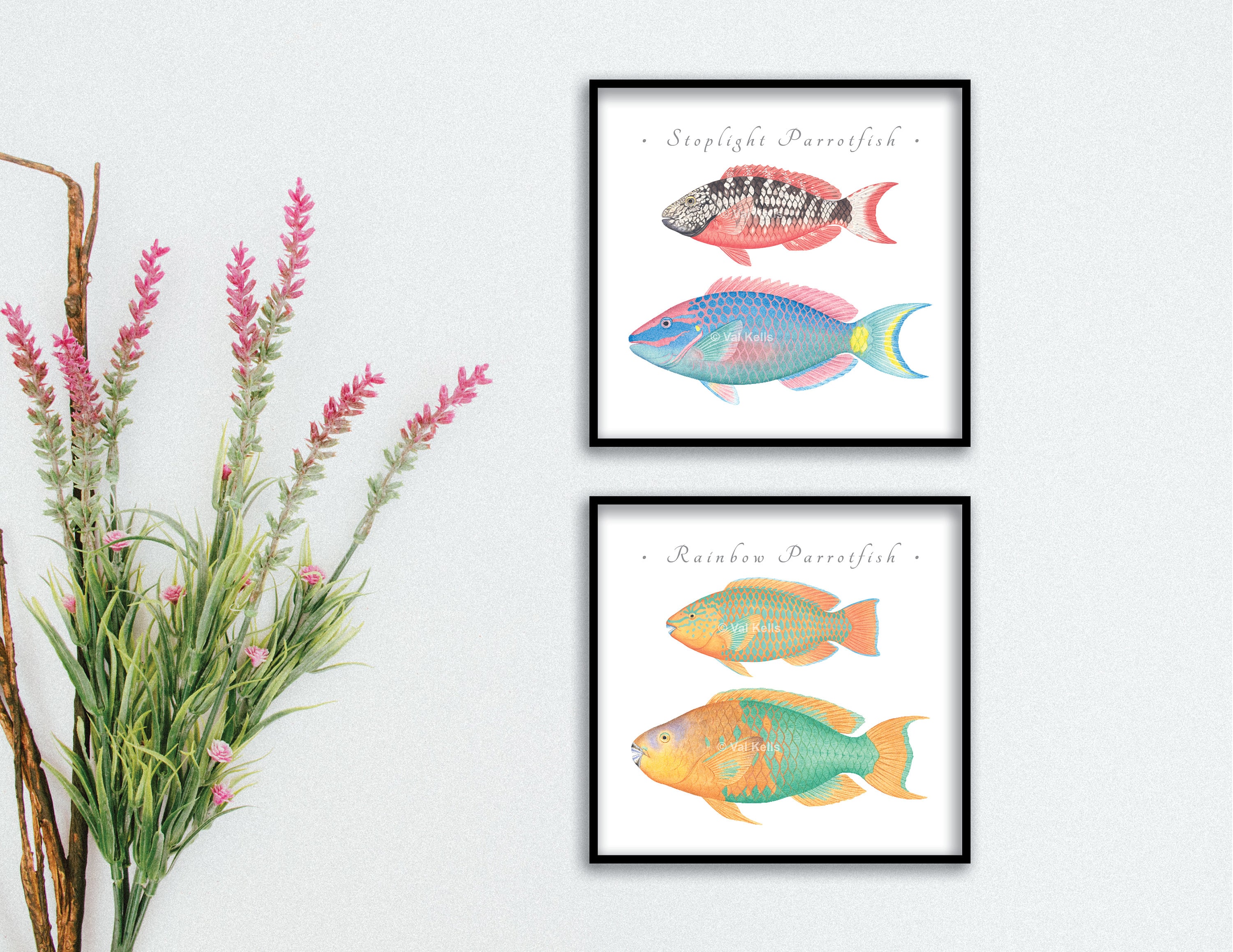 Parrotfishes Giclee Prints; Blue Parrotifsh, Redband Parrotfish ...