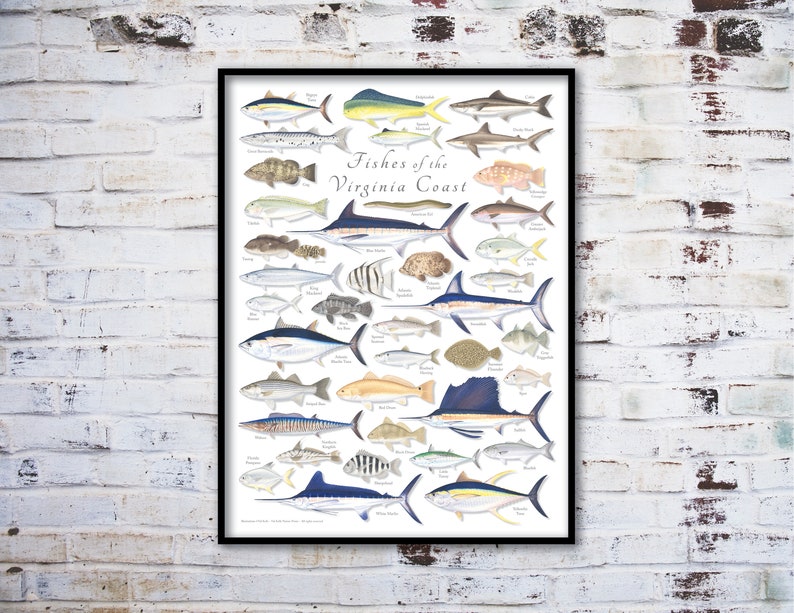 18x24 Fishes of the Virginia Coast Poster; Virginia Saltwater Fishes ...