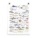 18x24 Fishes of Nantucket Island Poster; Fishes of Nantucket Poster ...