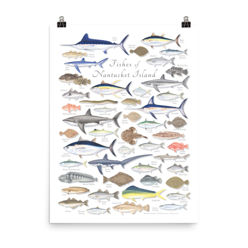 18x24 Fishes of Nantucket Island Poster; Fishes of Nantucket Poster ...