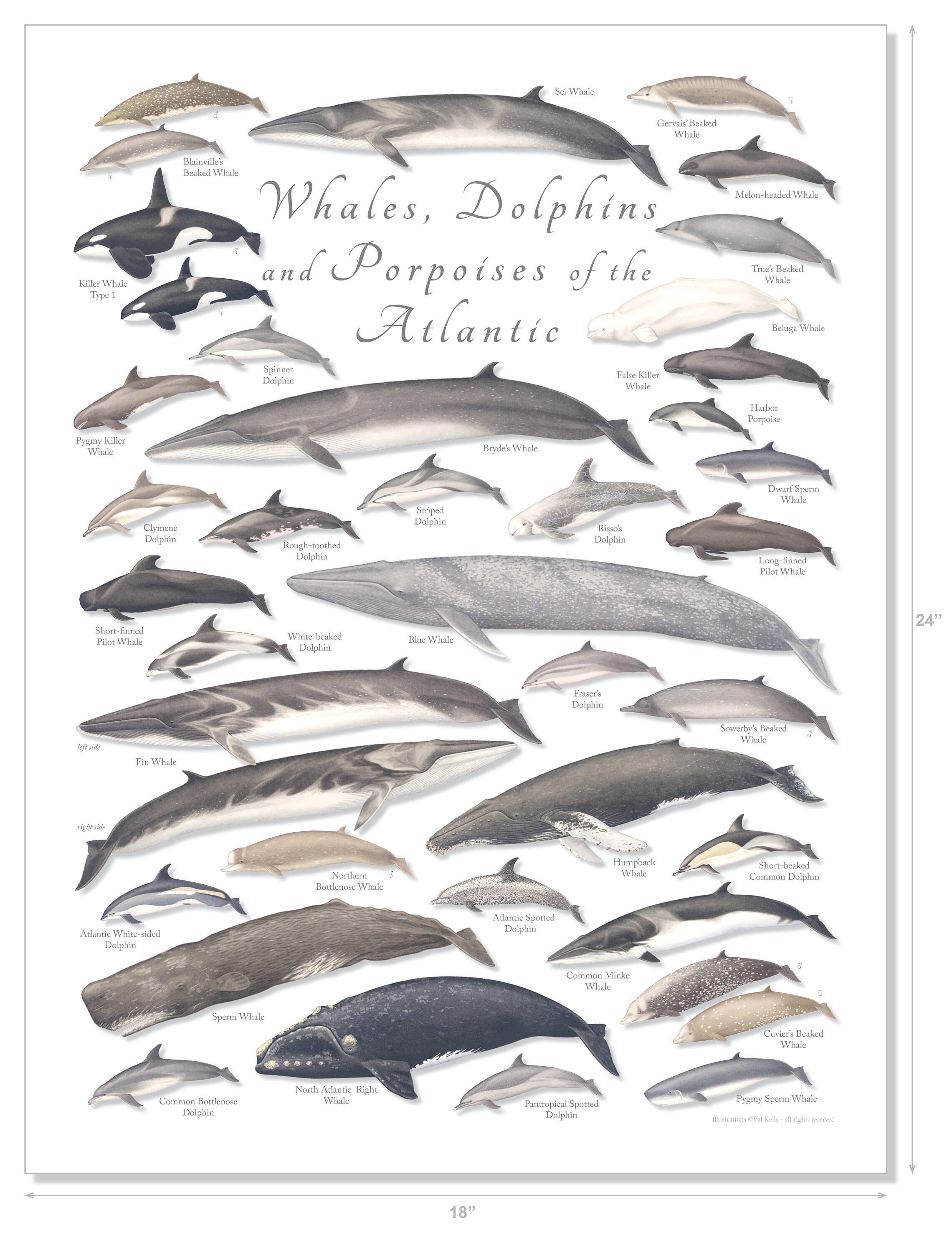 Types Of Dolphins Chart