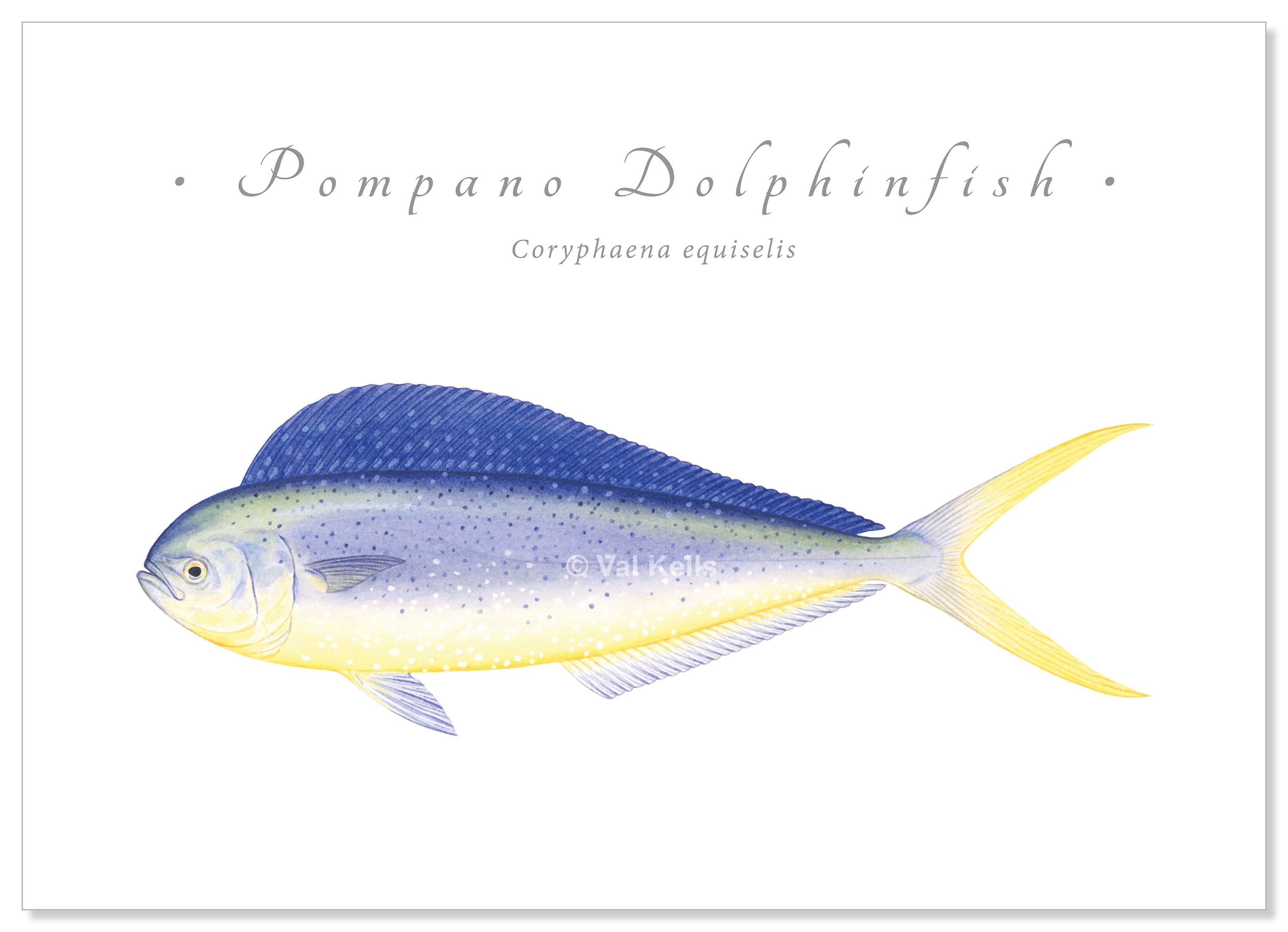 Pompano Fish And Mahi Fish