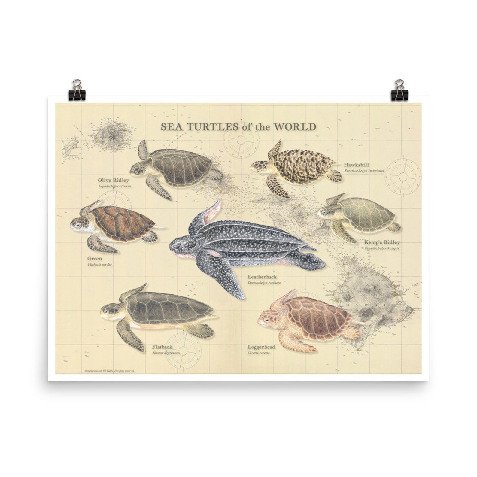 24x18 Sea Turtles of the World Vintage NOAA Chart Poster, Sea Turtle ...