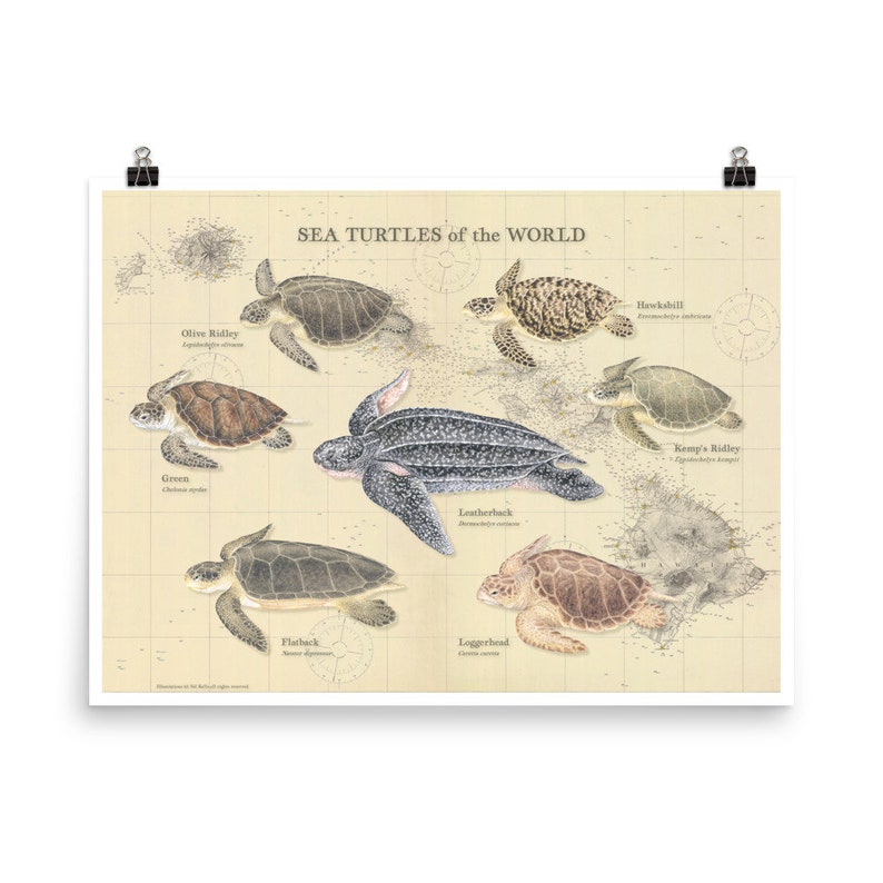 24x18 Sea Turtles of the World Vintage NOAA Chart Poster; Sea Turtle ...