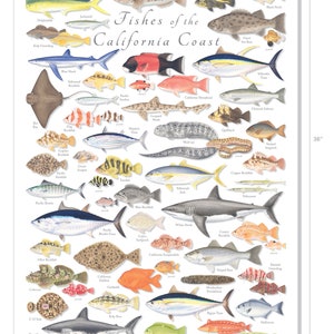 24x36 Fishes of the California Coast Poster; California Fish Poster ...