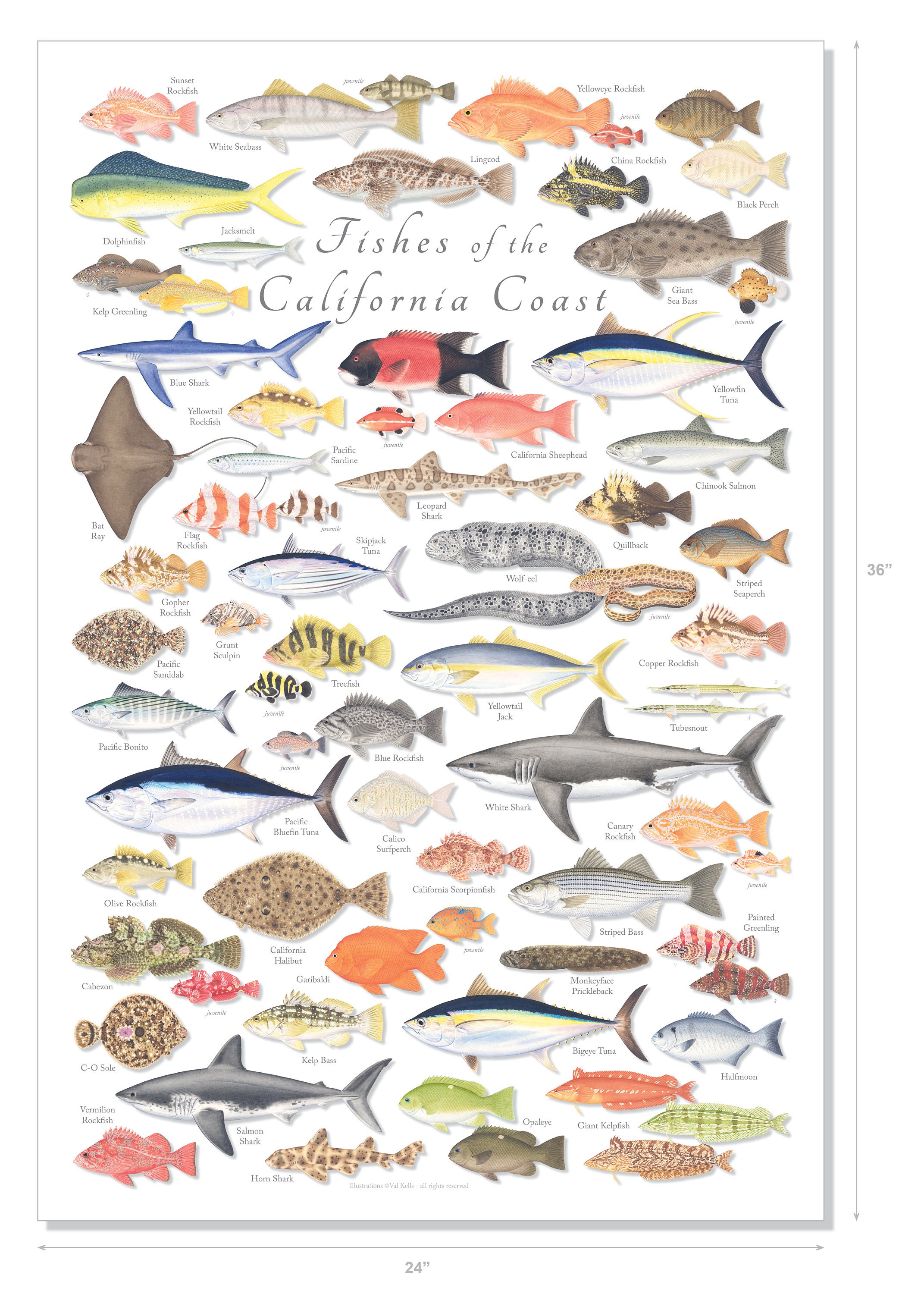 24x36 Fishes of the California Coast Poster, California Fish Poster ...