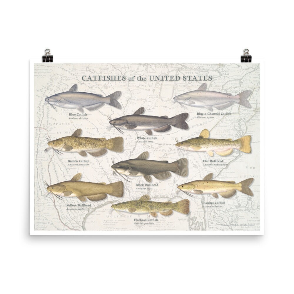 24x18 Catfishes of the United States Poster; Catfish Poster, Catfish ...