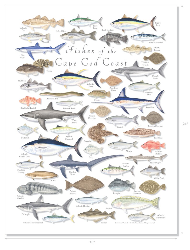 18x24 Fishes of the Cape Cod Coast Poster Cape Cod Fish Poster Cape Cod ...