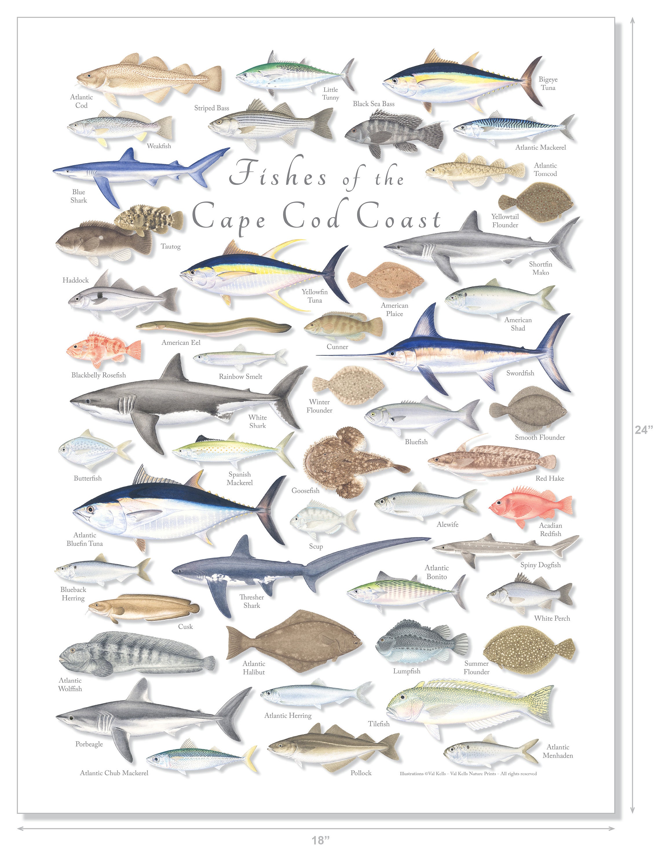18x24 Fishes of the Cape Cod Coast Poster Cape Cod Fish - Etsy