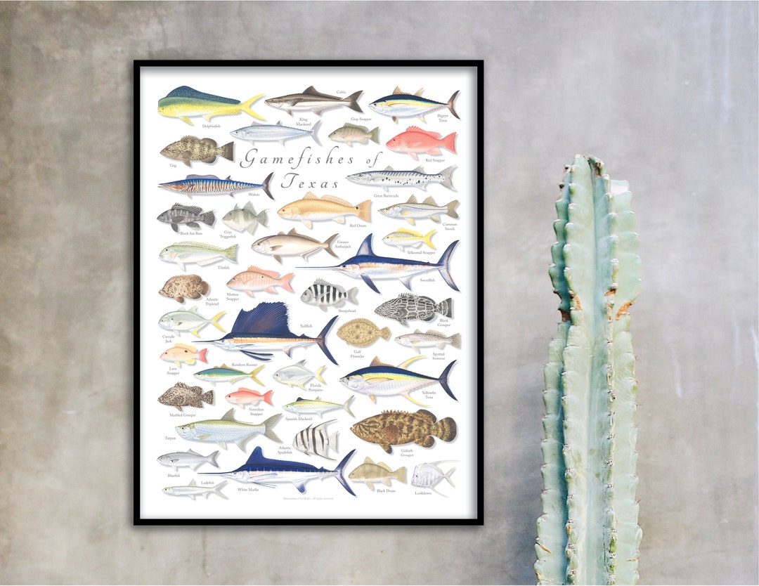 18x24 Gamefishes of the Texas Coast Poster; Texas Coast Poster; Texas ...