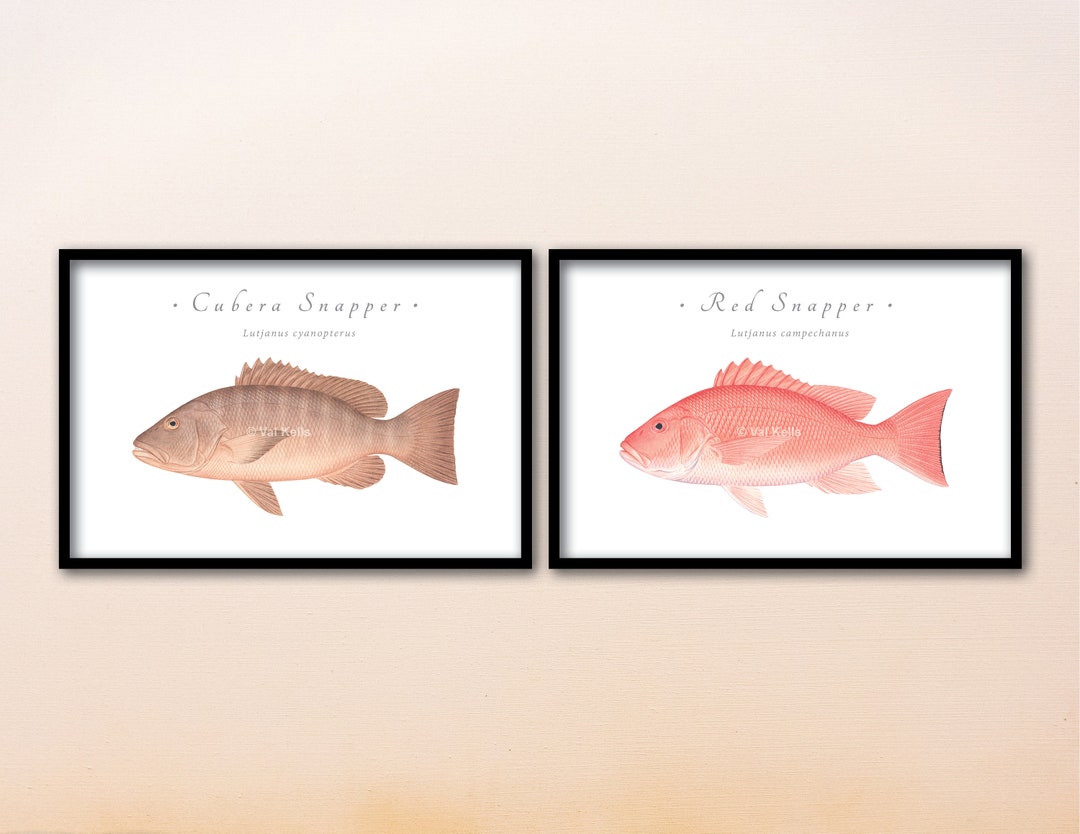 SNAPPER Giclee Prints; Red Snapper, Cubera Snapper, Mutton Snapper ...