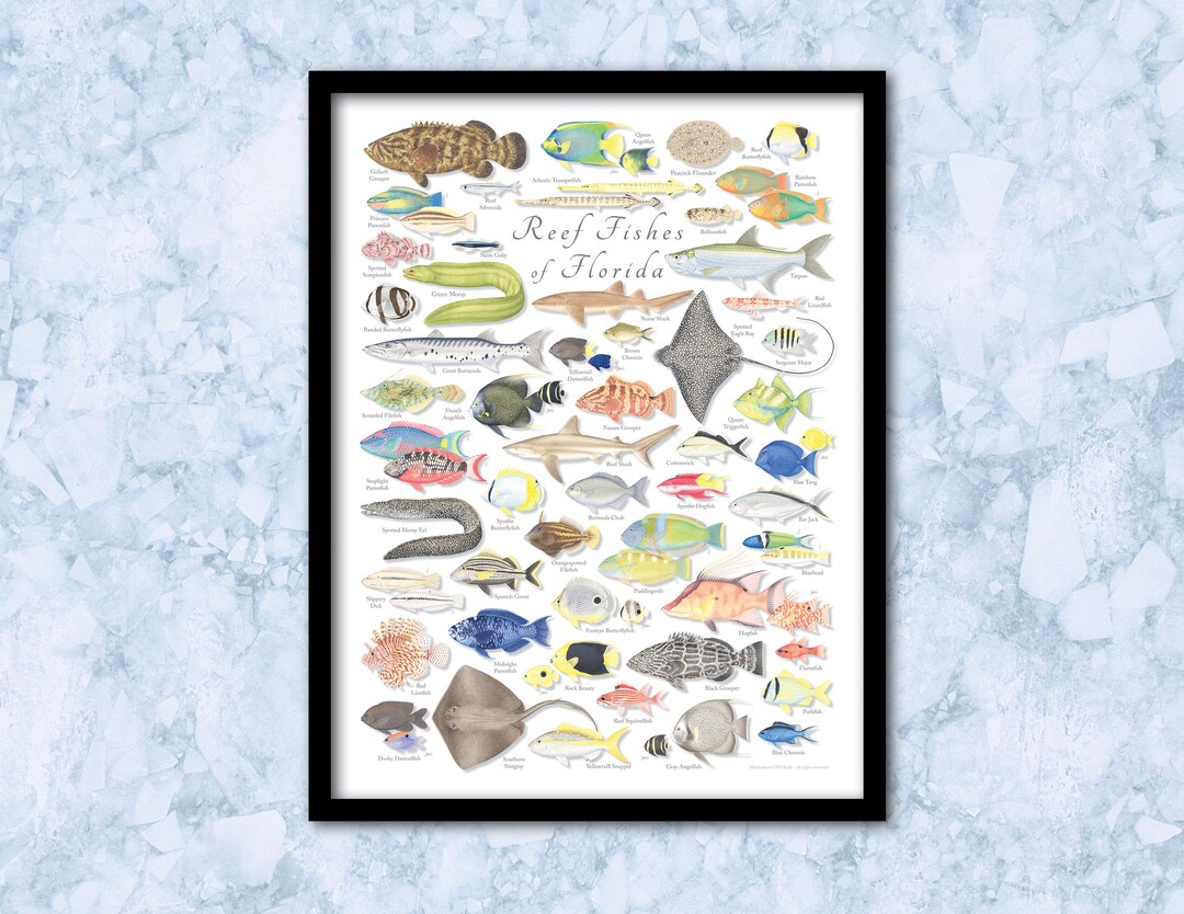 FRAMED 18x24 Reef Fishes of Florida Poster; Reef Fish Poster, Florida ...
