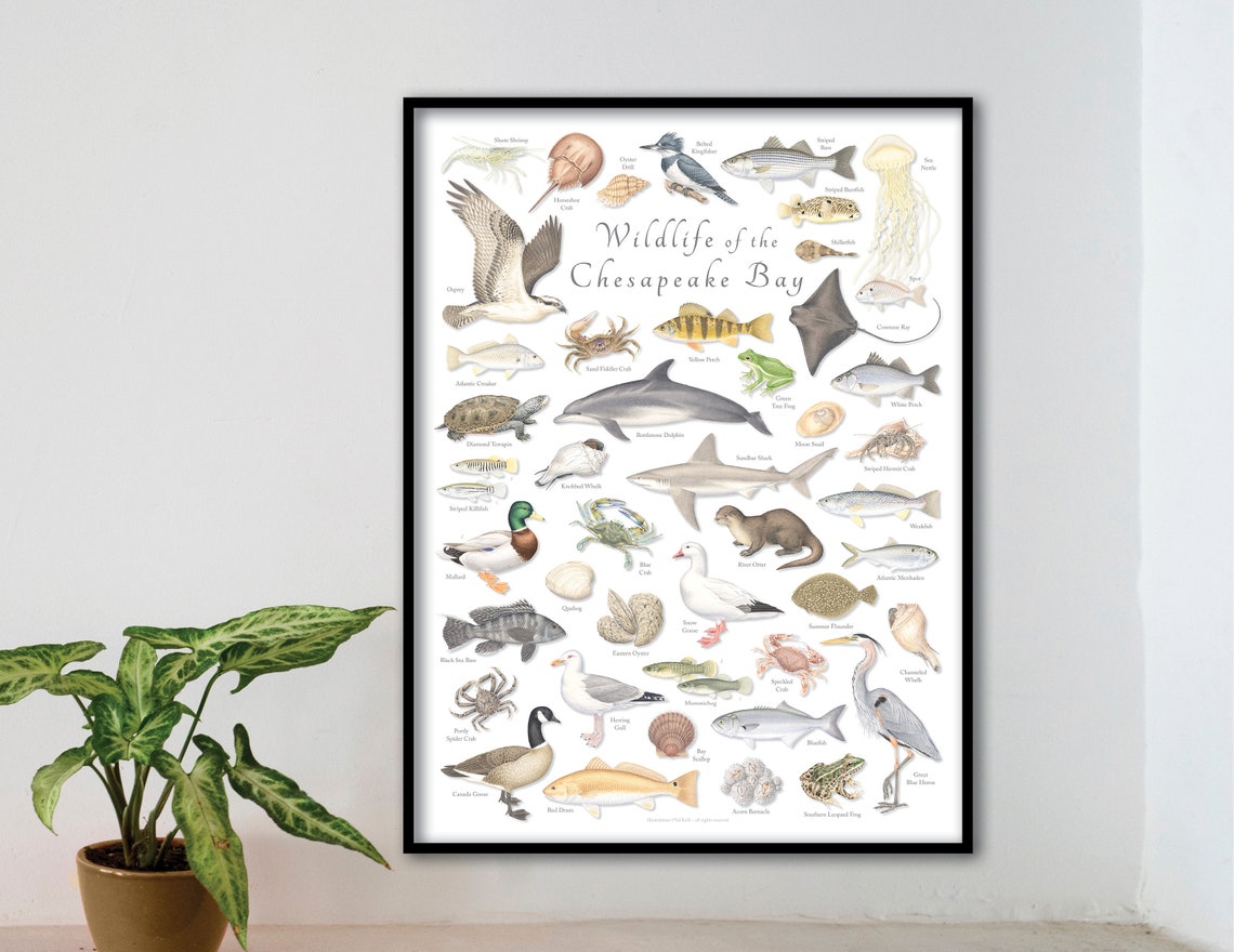 18x24 Wildlife of the Chesapeake Bay Poster; Chesapeake Bay Poster ...