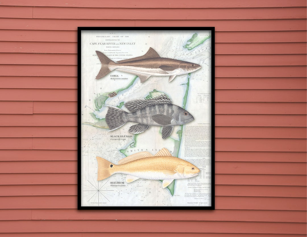 18x24 Cobia, Seabass, Red Drum With Vintage Cape Fear NOAA Chart; Bald ...