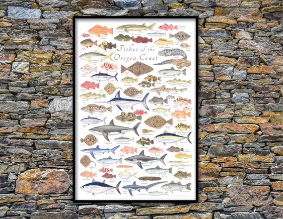 24x36 Fishes of the Oregon Coast Poster Oregon Fish Poster - Etsy