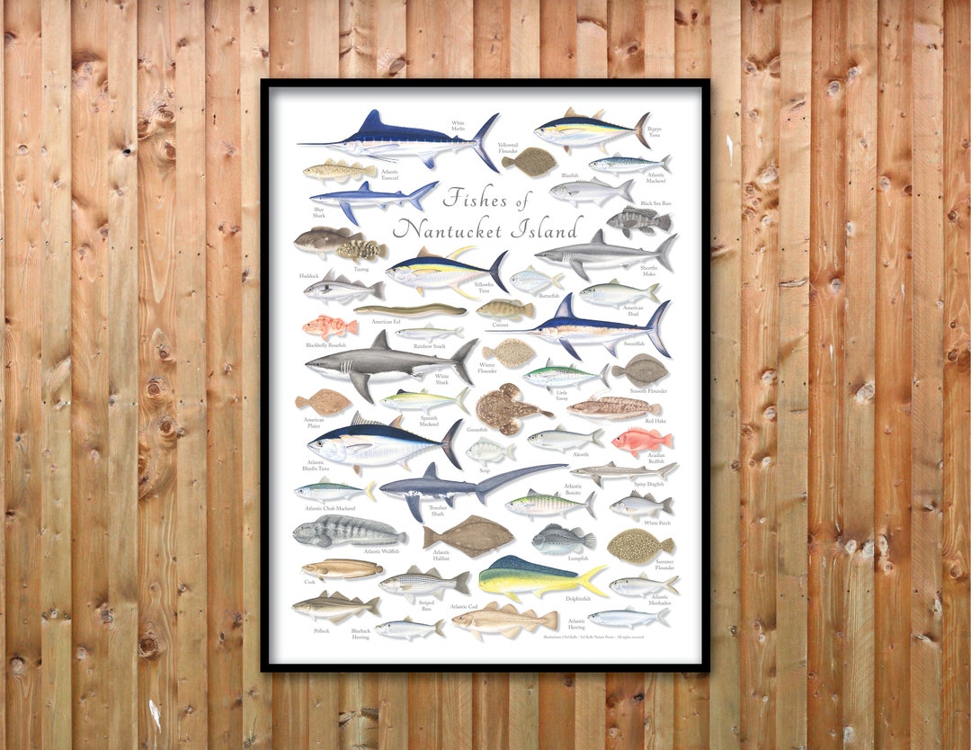18x24 Fishes of Nantucket Island Poster; Fishes of Nantucket Poster ...