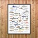 24x36 Offshore Fishes of the Atlantic & Gulf of Mexico Poster, Offshore ...