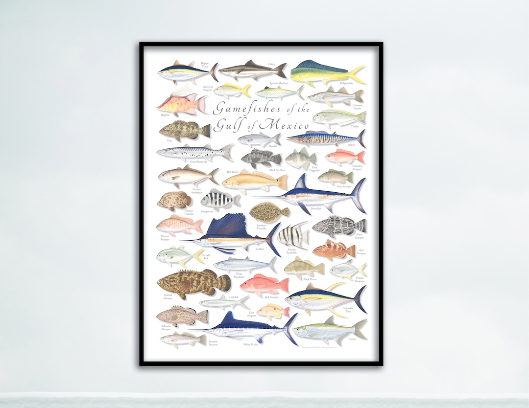 18x24 Gamefishes of the Gulf of Mexico Poster, Gulf of Mexico Poster ...